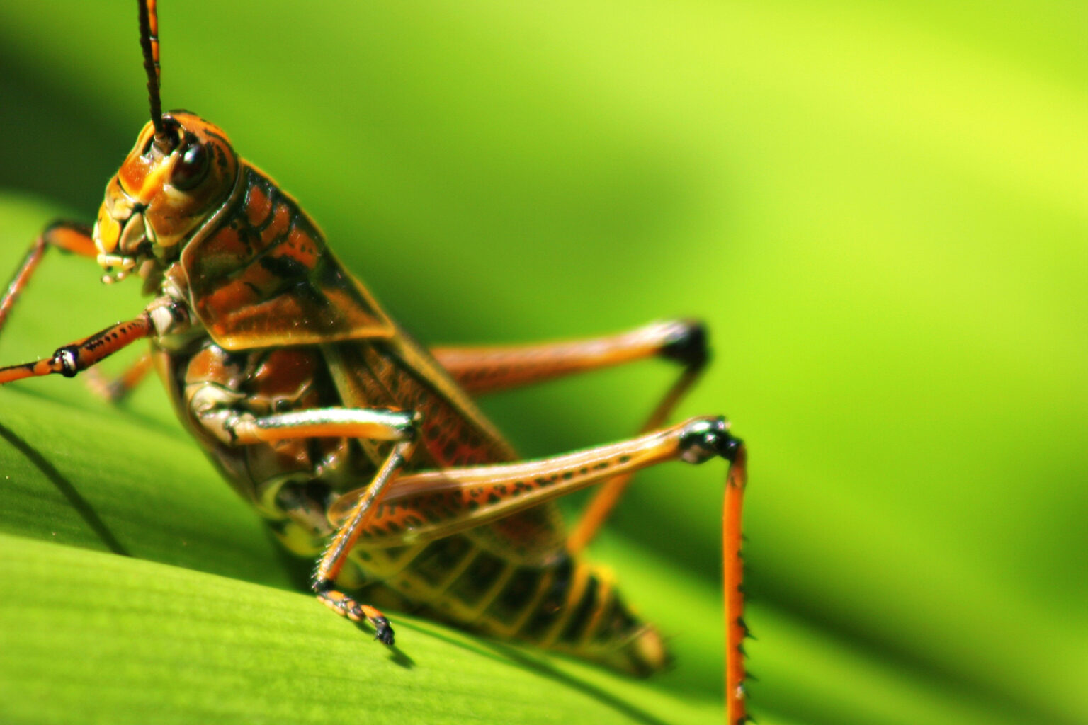 Macro Photography: A Beginner's Guide to Capturing Tiny Wonders - Photo ...