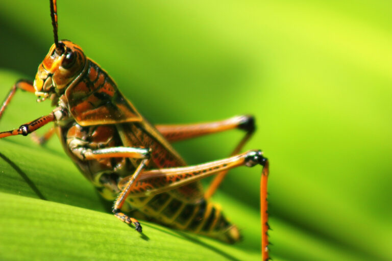 Macro Photography: A Beginner's Guide to Capturing Tiny Wonders - Photo ...