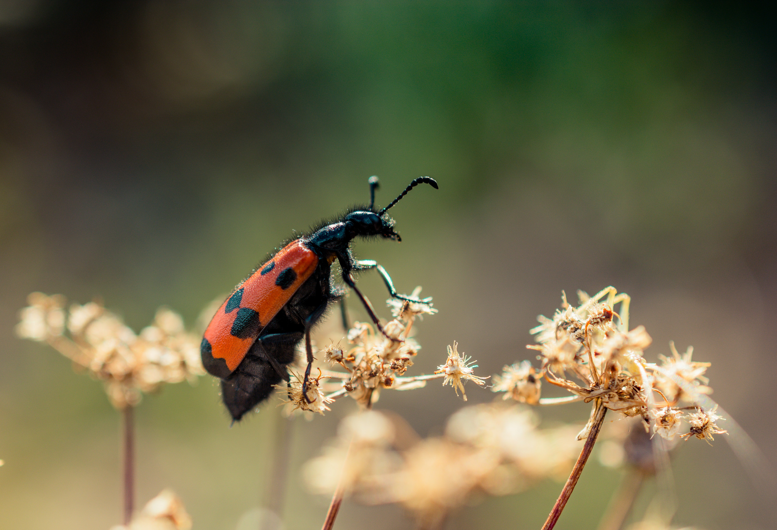 Depth of Field Photography - Photo tips galore